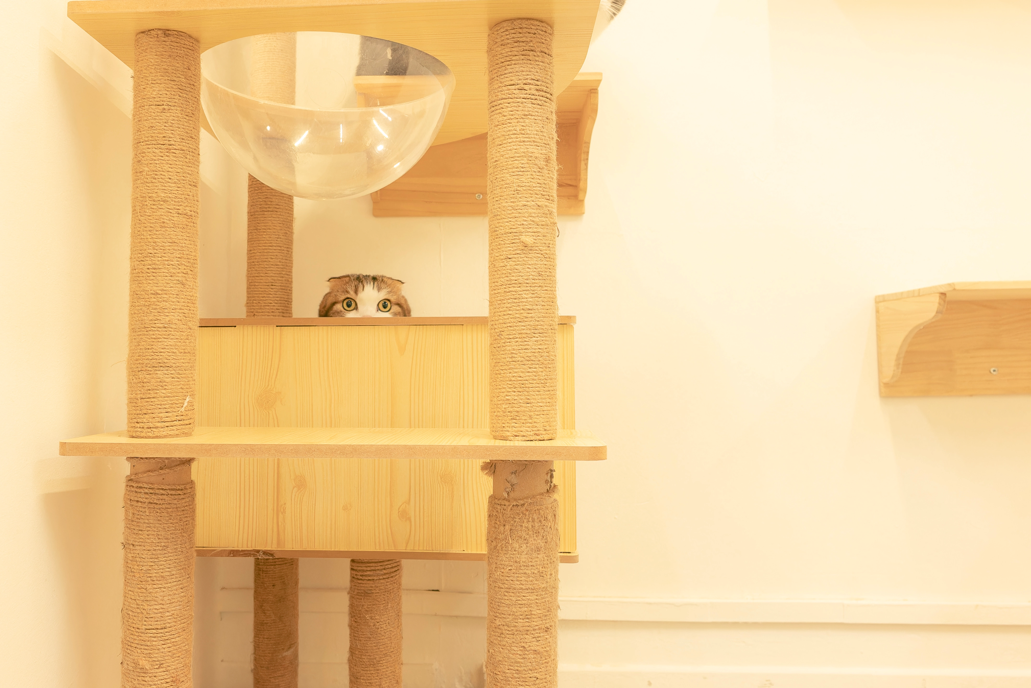 Cosy & Reliable Pet Hotel For Cats | Cat Paradise Singapore